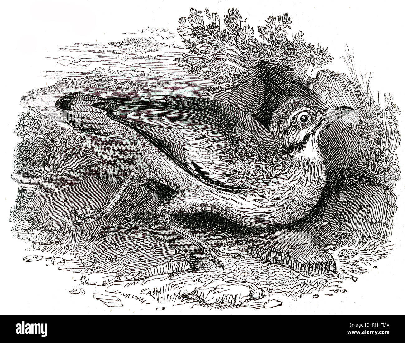 Gilbert white hi-res stock photography and images - Alamy