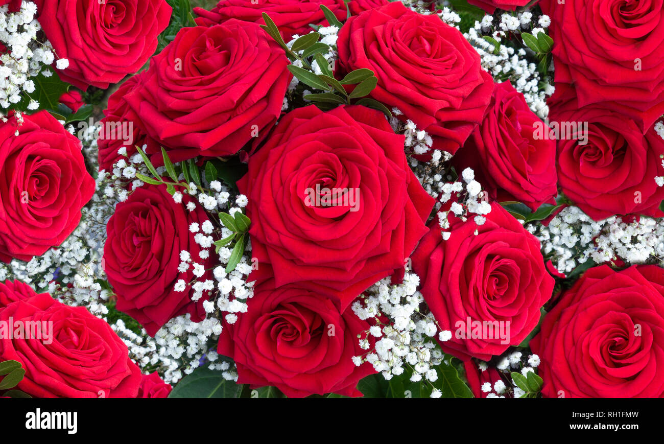 Red roses with white gypsophila Stock Photo - Alamy