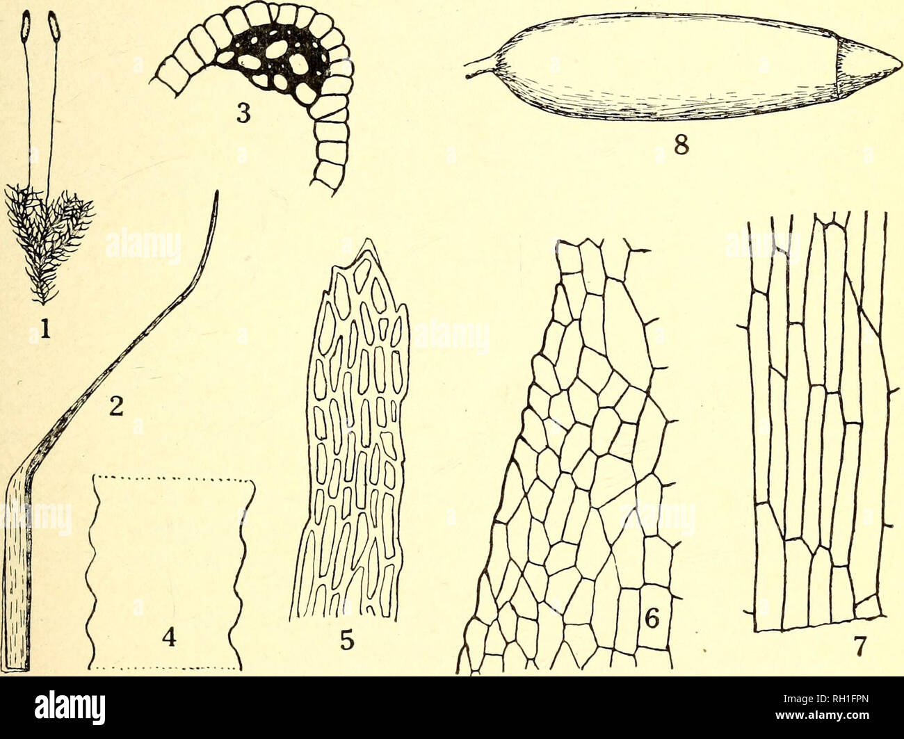 . The Bryologist. Mosses; Liverworts; Lichens; Botany; Bryology. Plate ...