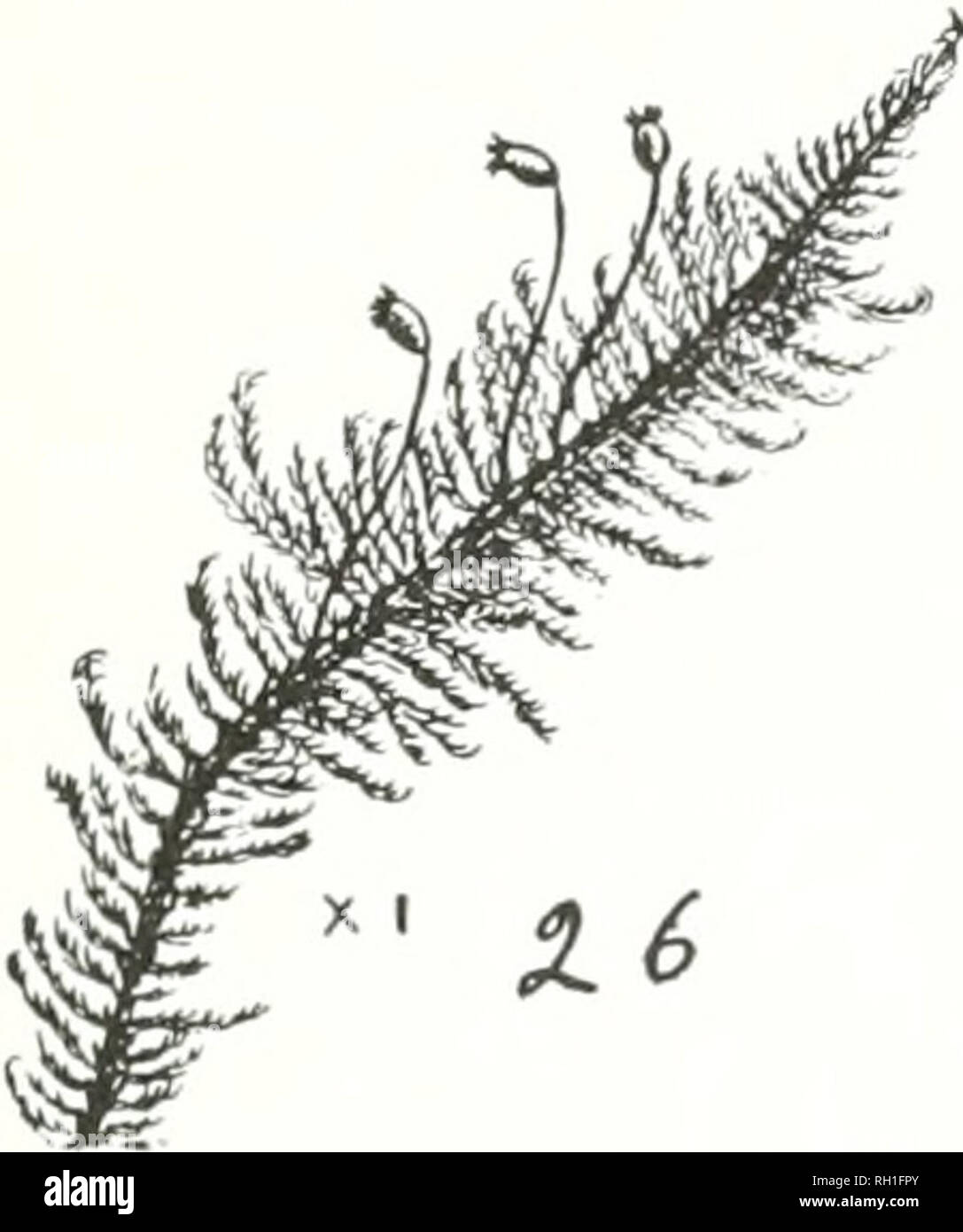 American 1907 2002 hi-res stock photography and images - Alamy