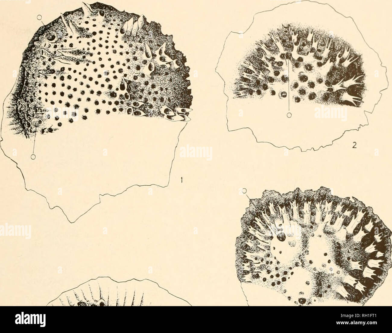 Cyclostomata hi-res stock photography and images - Alamy
