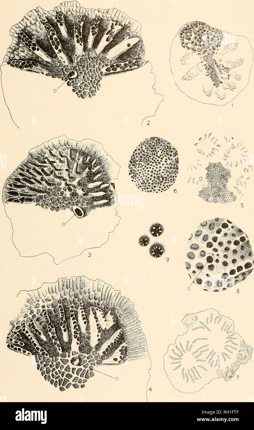 Cyclostomata hi-res stock photography and images - Alamy