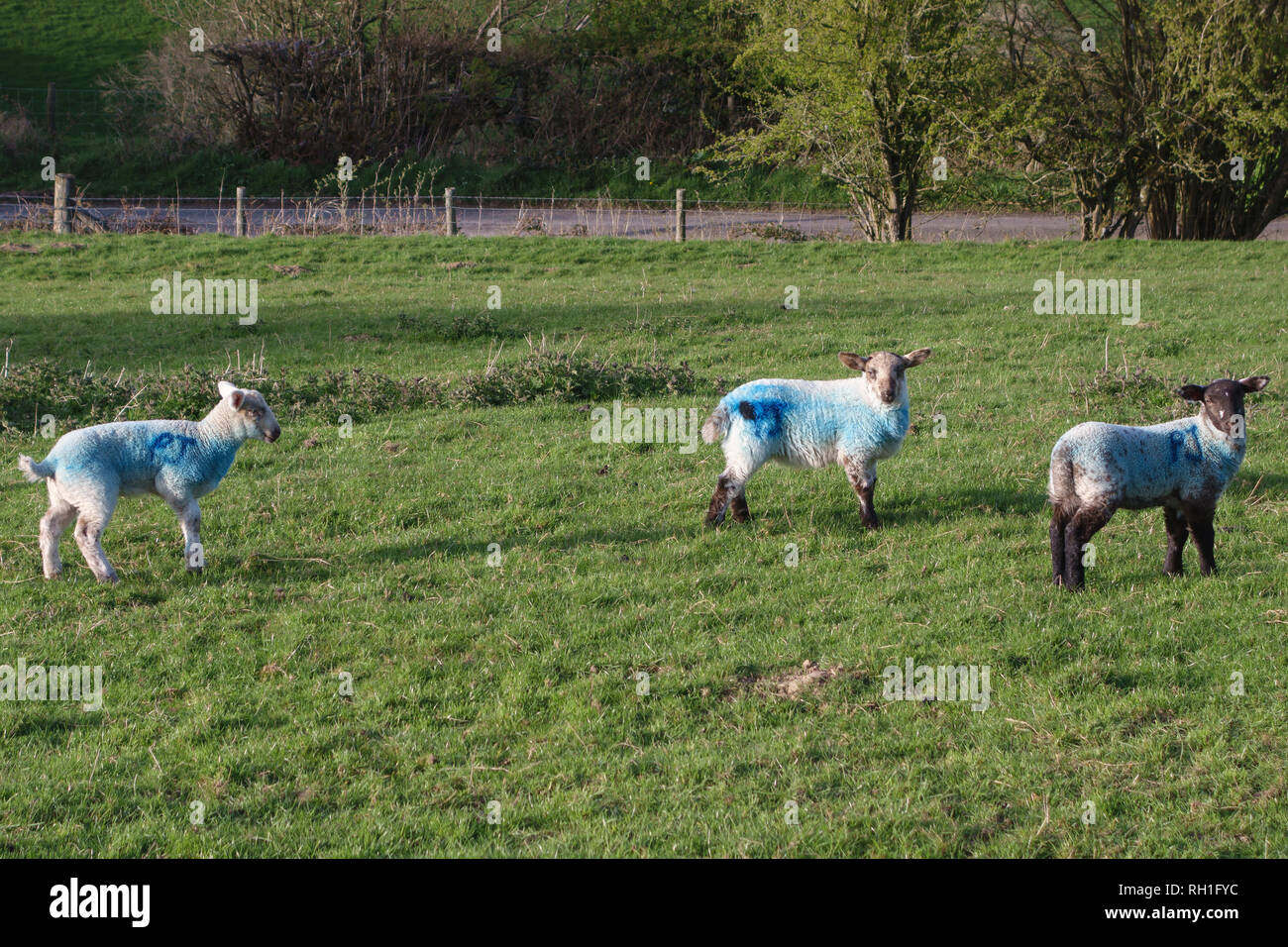 Wales, UK. Spring lambs sprayed with blue dye for identification Stock ...