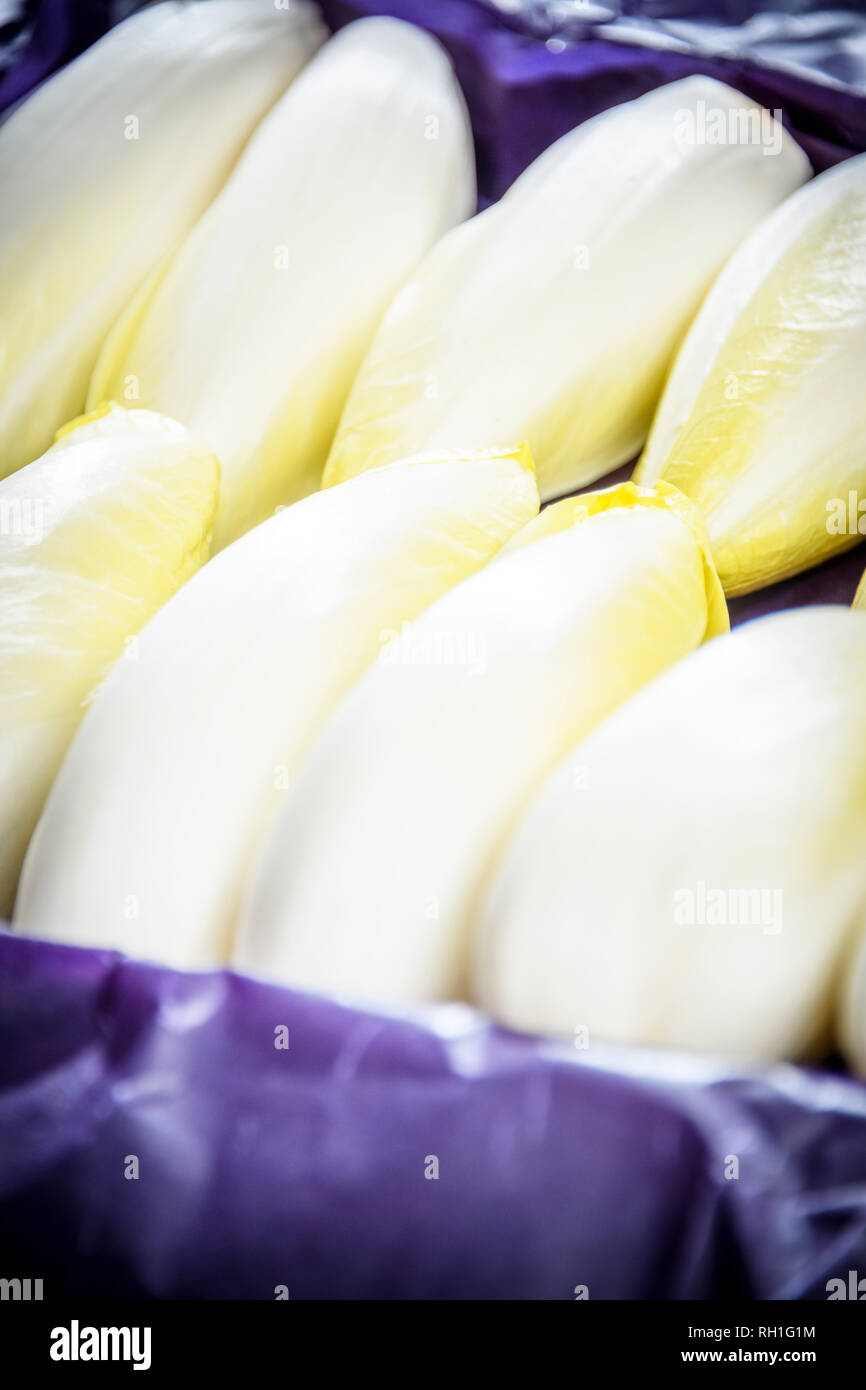Belgian endive growing hi-res stock photography and images - Alamy