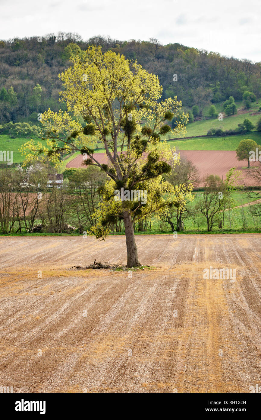 Tree covered in mistletoe hi-res stock photography and images - Alamy