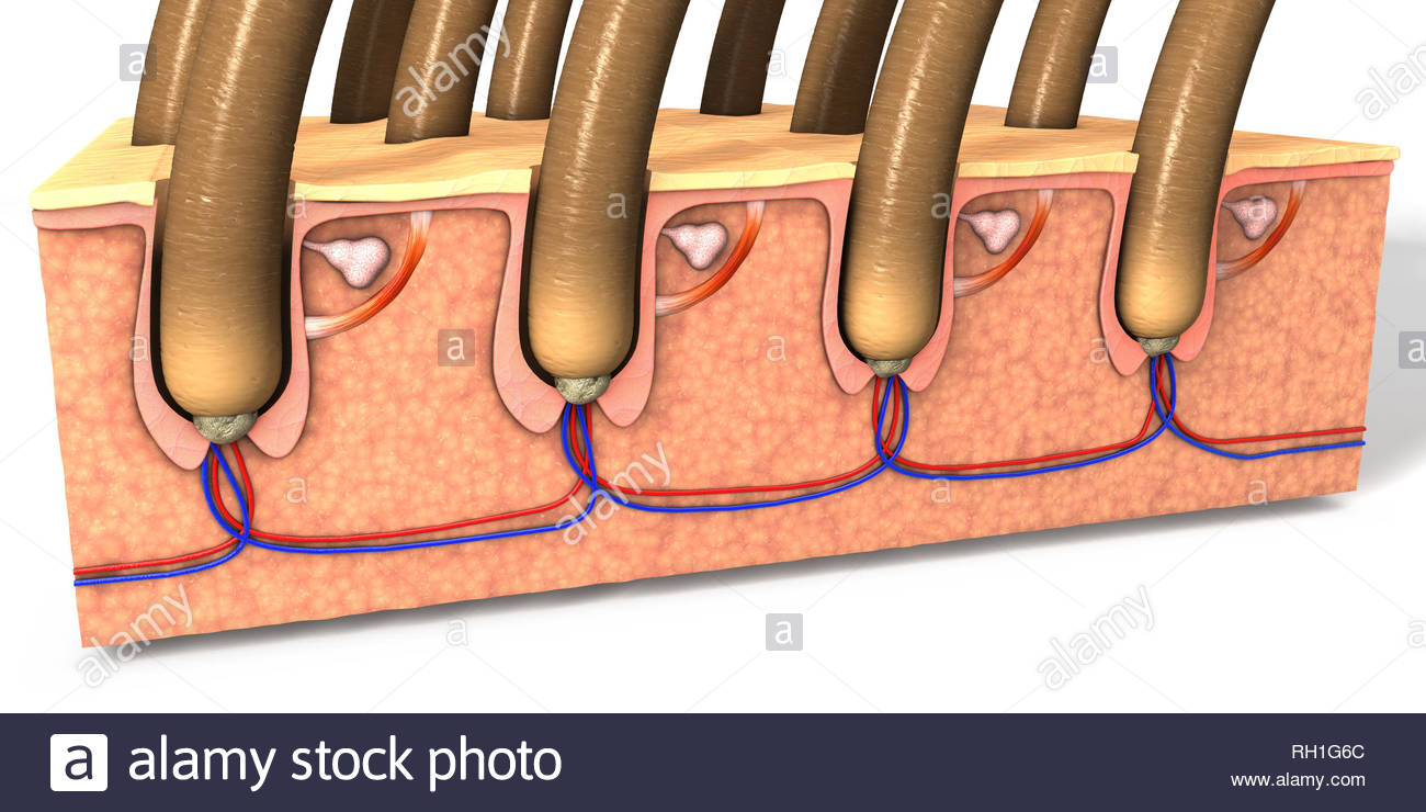Skin Cross Section, Hair Stock Photos & Skin Cross Section, Hair Stock ...