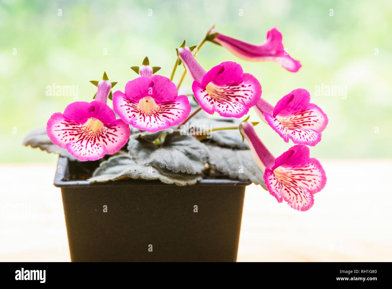 Mini sinningia flowers blooming near window in house Stock Photo - Alamy