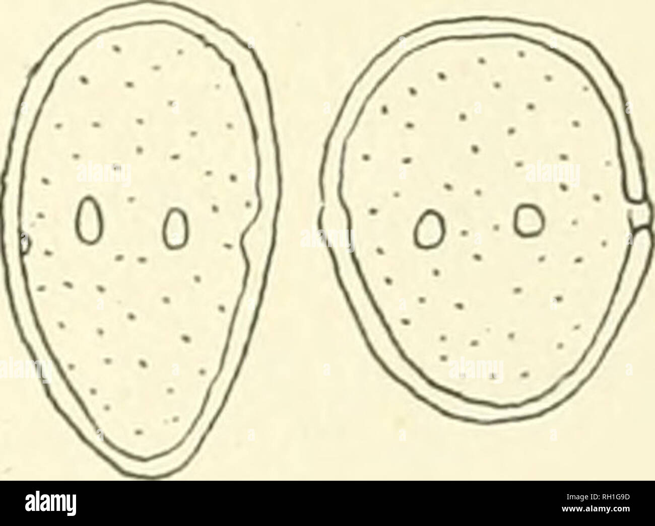 . The British rust fungi (Uredinales) their biology and classification ...