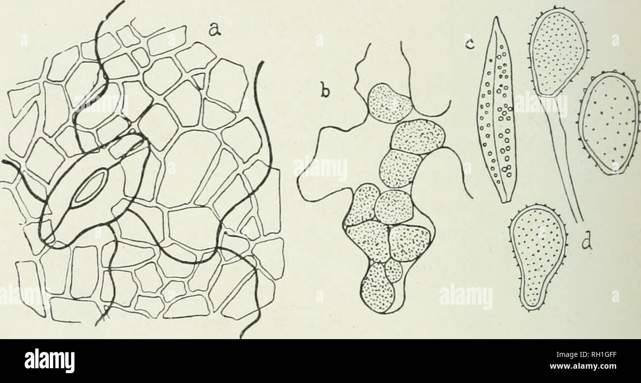 . The British rust fungi (Uredinales), their biology and classification ...