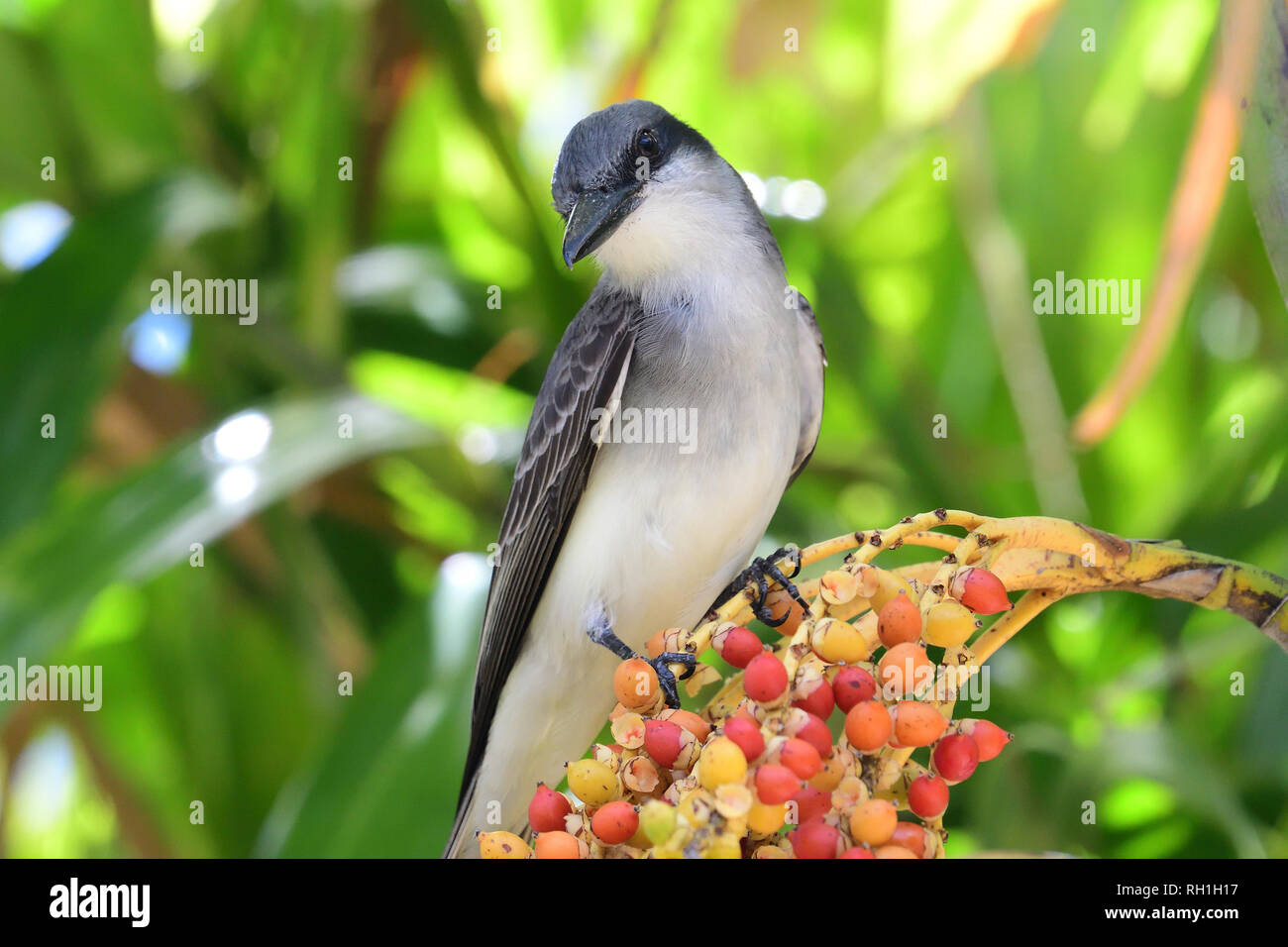 Mocking bird in tree hi-res stock photography and images - Alamy