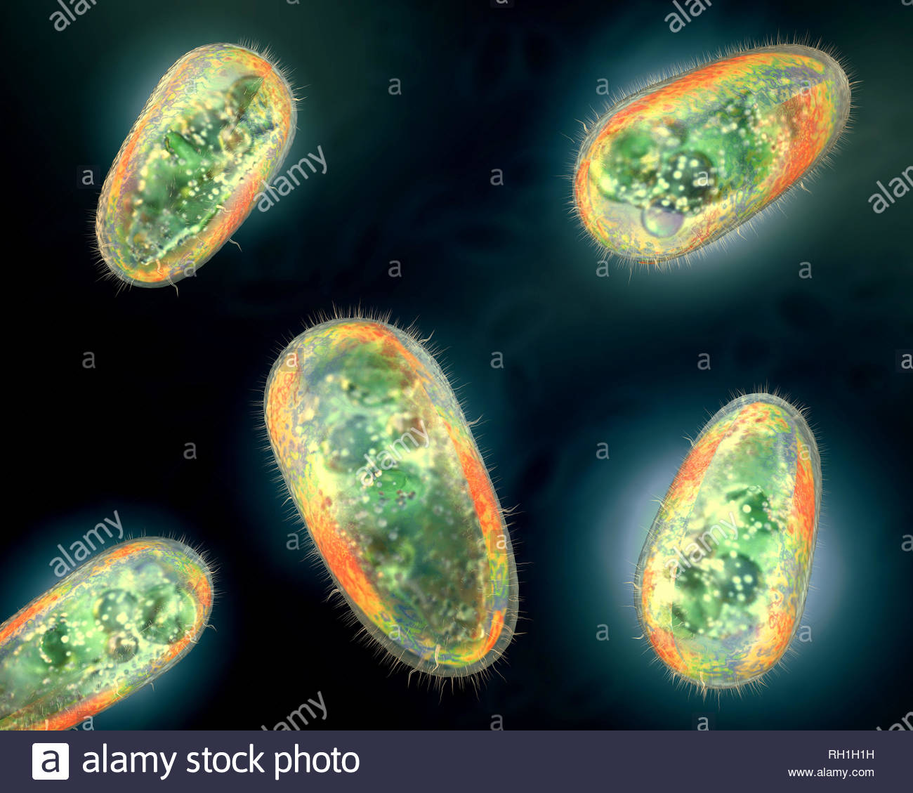 Protozoon Stock Photos & Protozoon Stock Images - Alamy