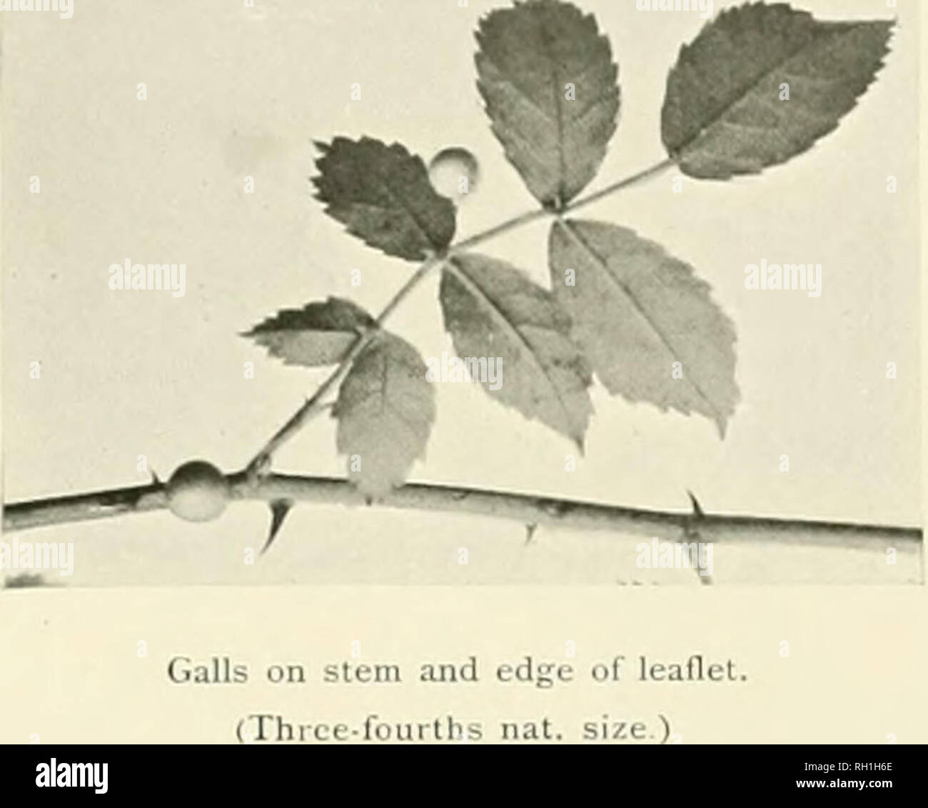 . British vegetable galls, an introduction to their study. Galls ...