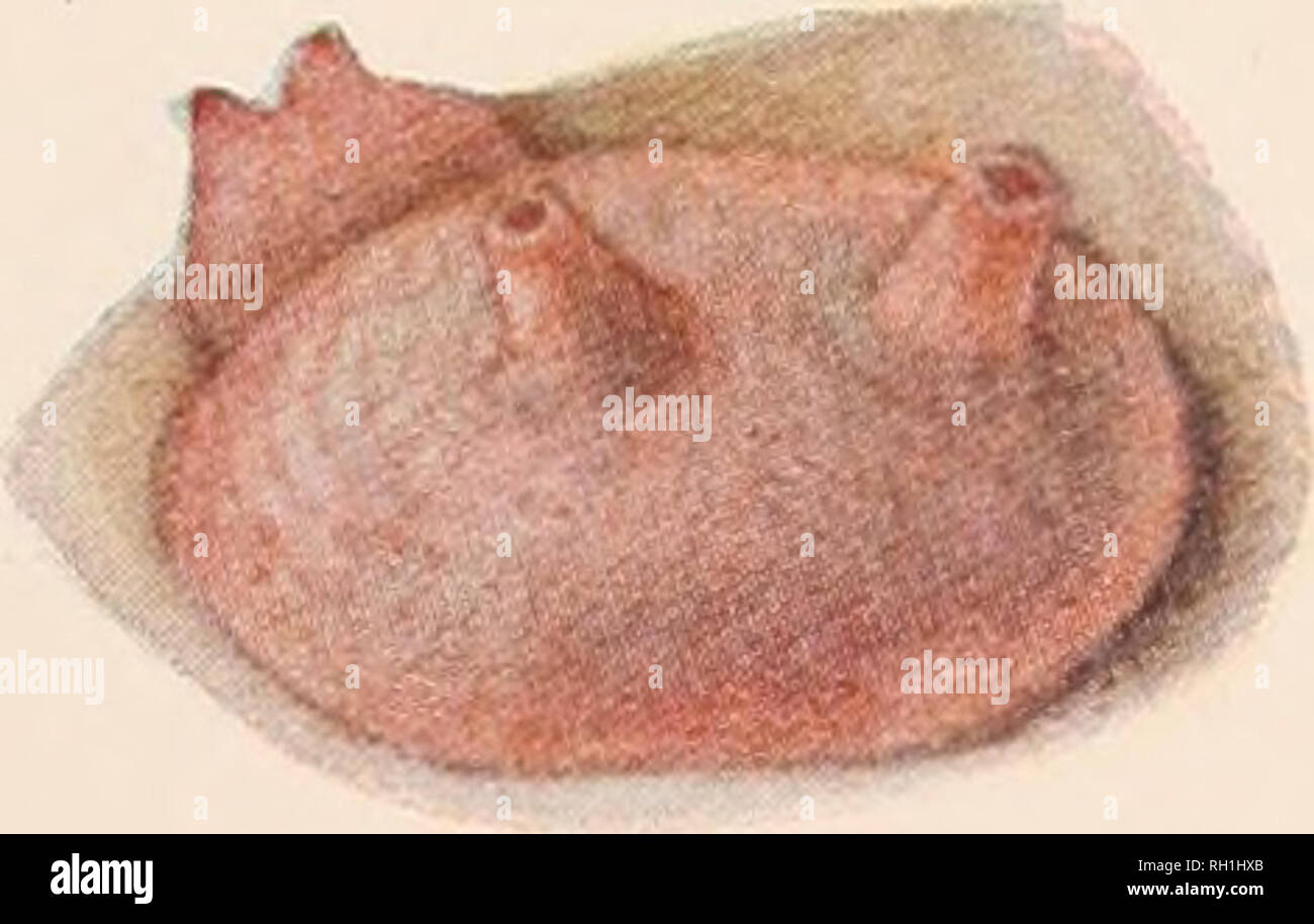 . The British Tunicata; an unfinished monograph. Sea squirts; Tunicata ...