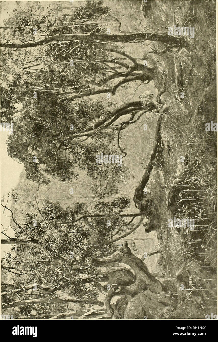 . British trees. Trees. J 5 z