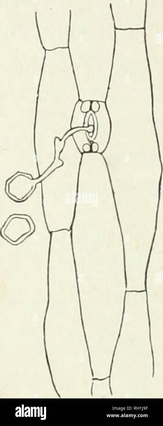 Poa annua leaf hi-res stock photography and images - Alamy