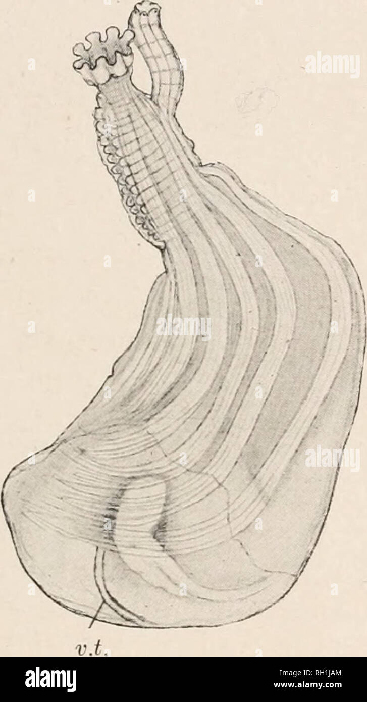 . The British Tunicata; an unfinished monograph. Sea squirts; Tunicata ...