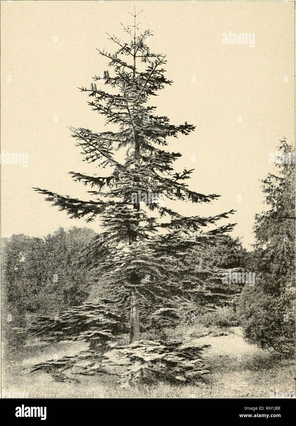 . British trees, with illustrations. Trees -- Great Britain; Great ...