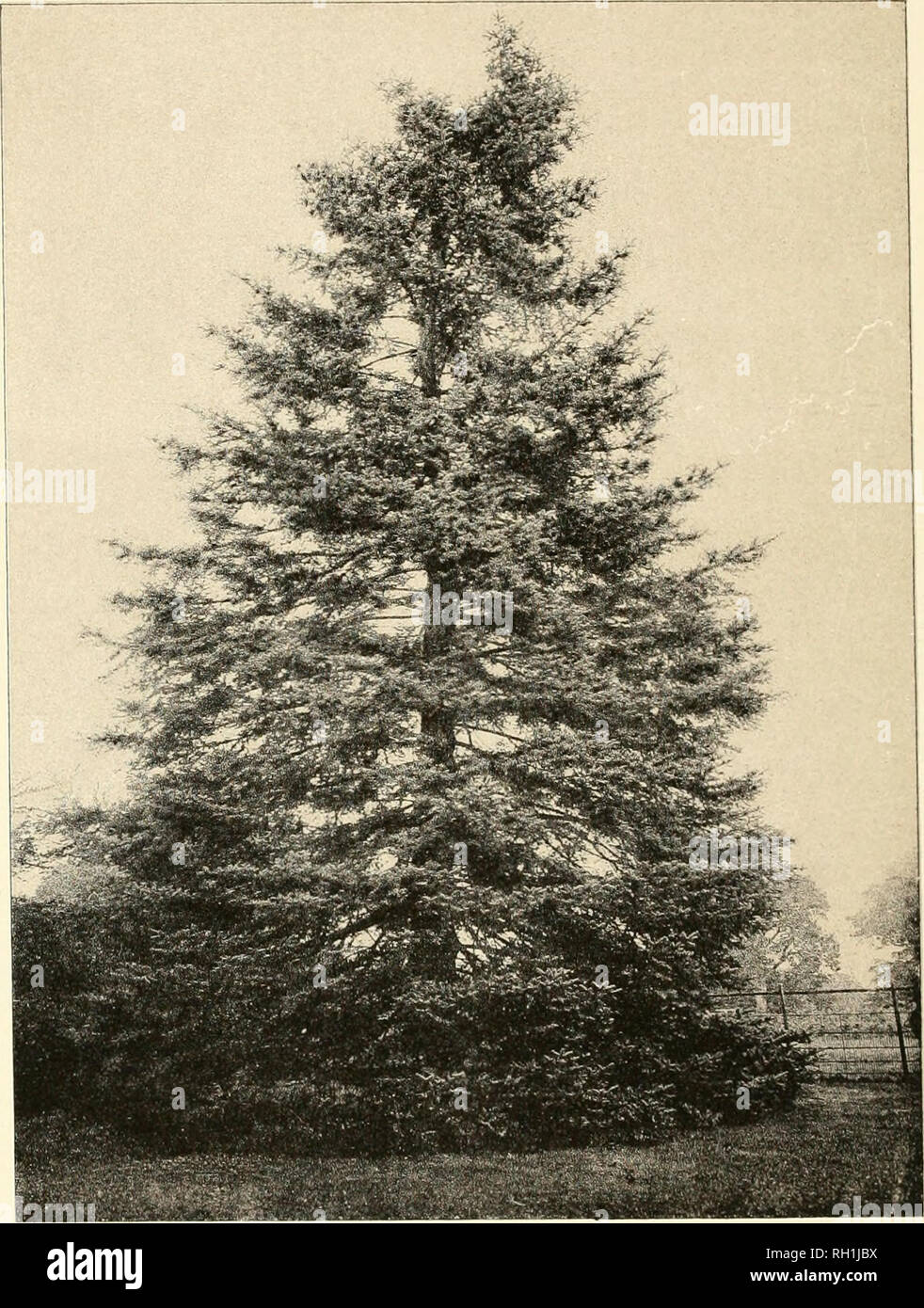 . British trees, with illustrations. Trees -- Great Britain; Great ...