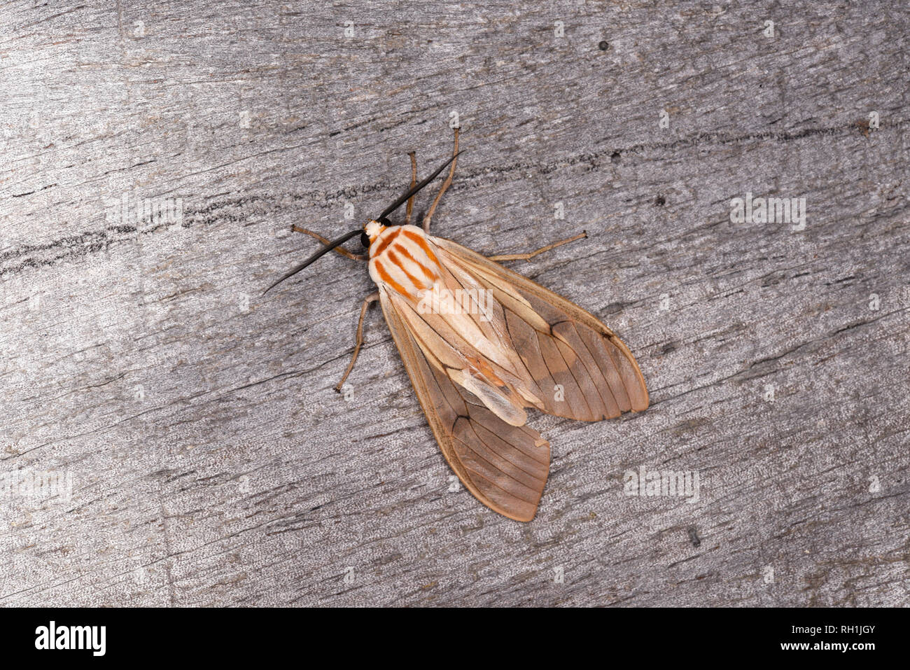 Aconía hi-res stock photography and images - Alamy