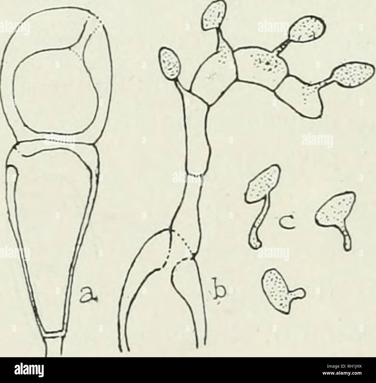 Germ pore hi-res stock photography and images - Alamy