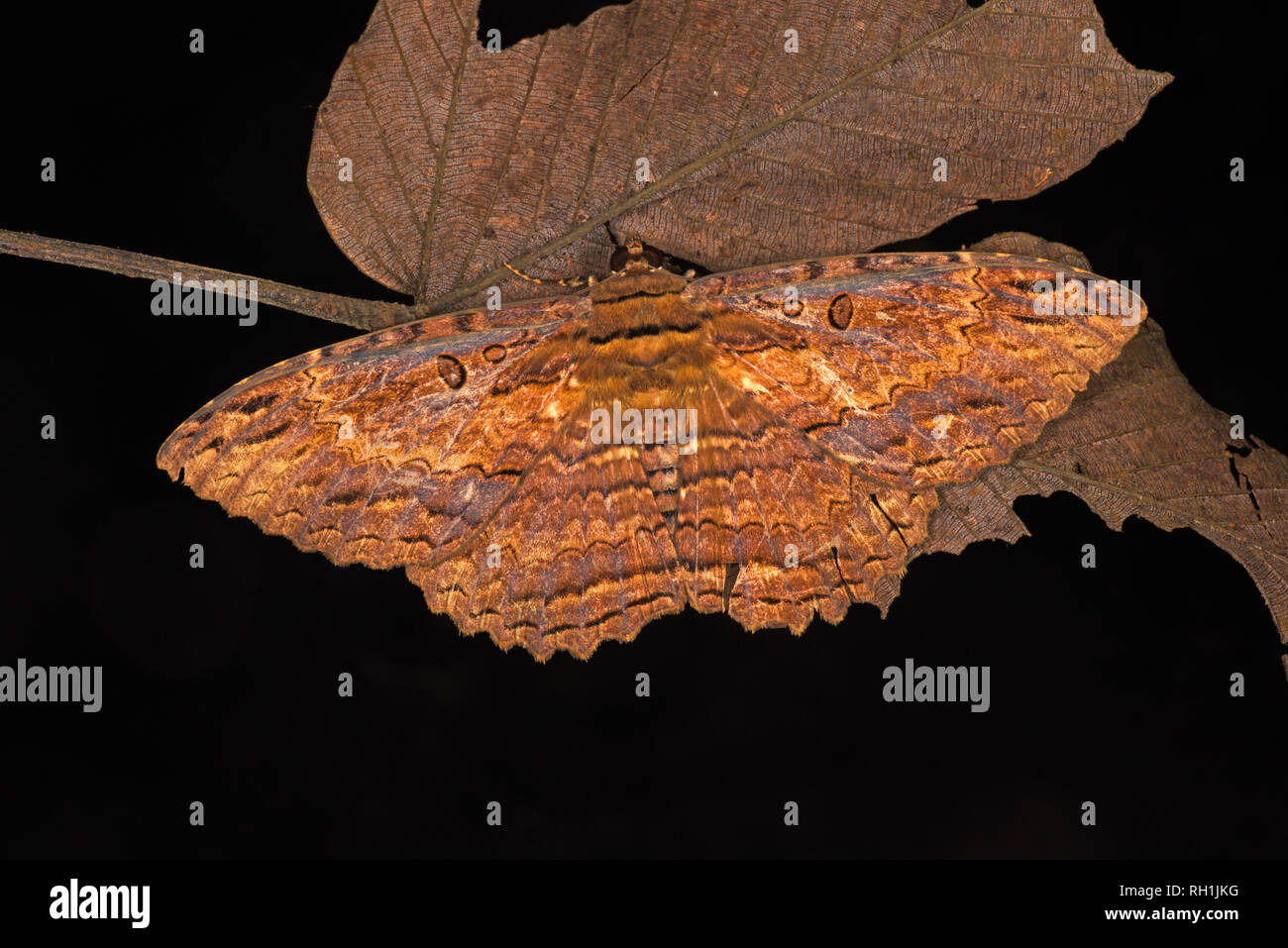 Marbled Witch Moth (Letis orcynia) female resting on dead leaf ...