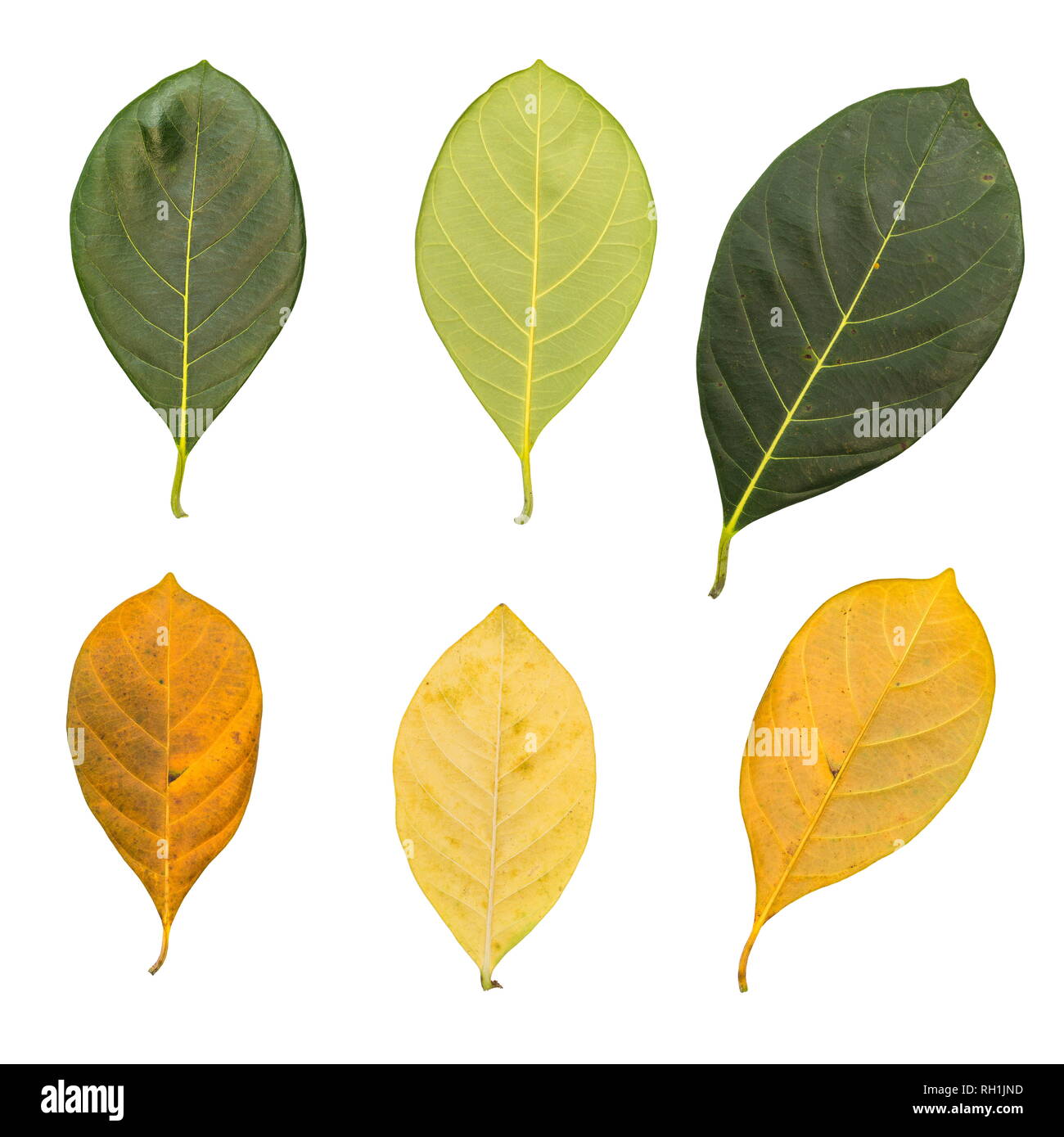 Set of Leaves isolated on a white background Stock Photo - Alamy