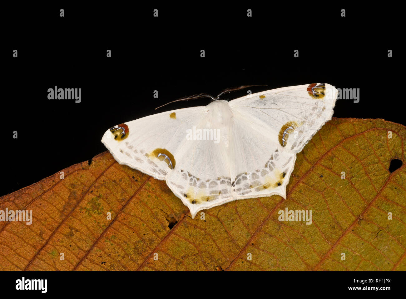 Costa Rica Moth (Sericoptera mahometaria) adult at rest on dead leaf ...