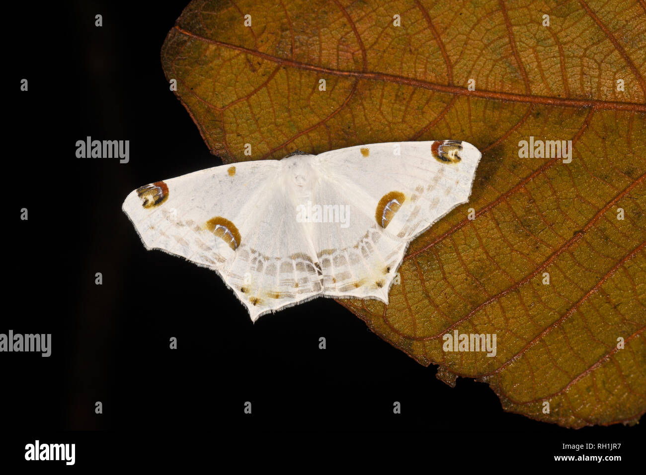 Costa Rica Moth (Sericoptera mahometaria) adult at rest on dead leaf ...