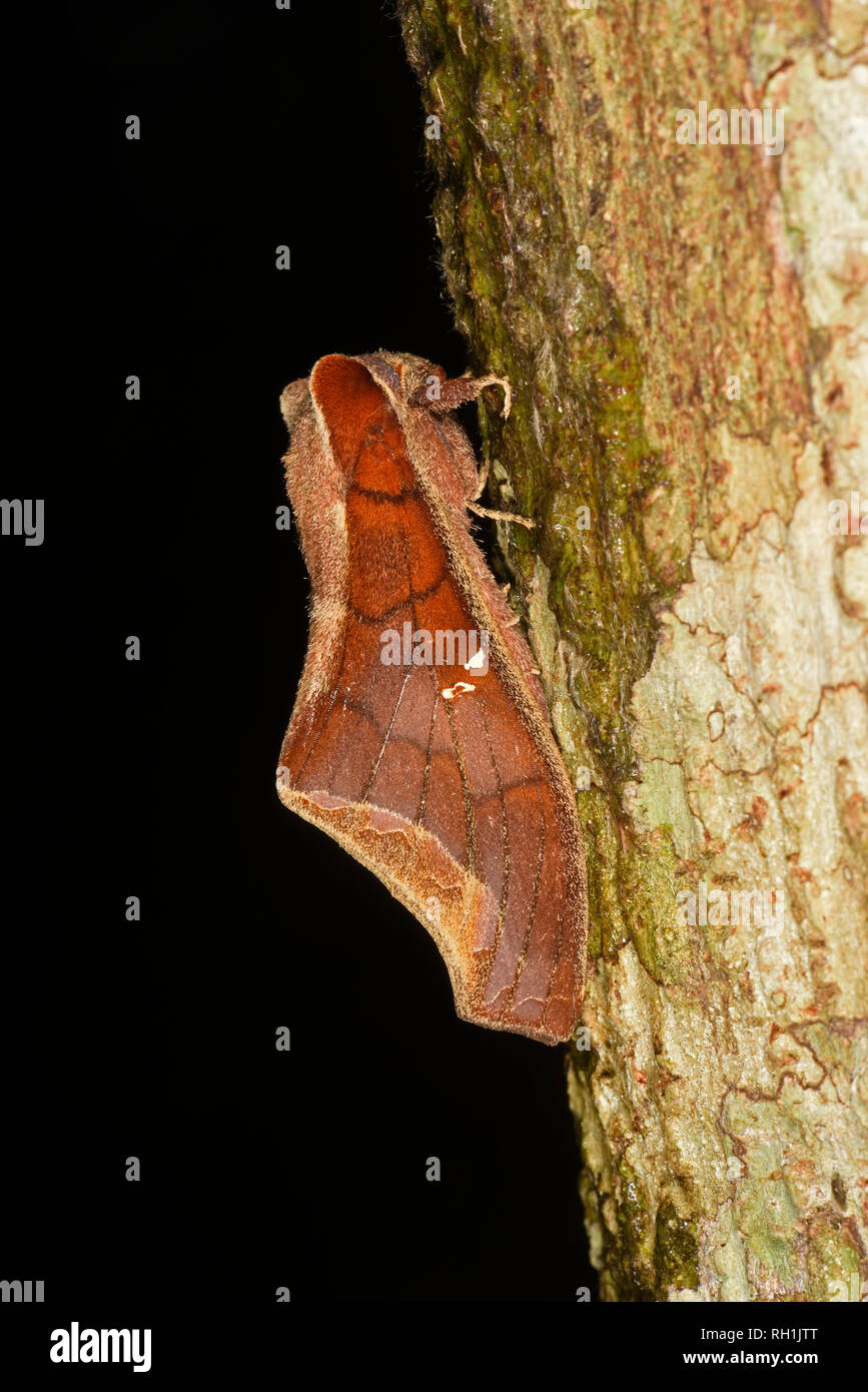 Costa Rica Moth High Resolution Stock Photography and Images - Alamy