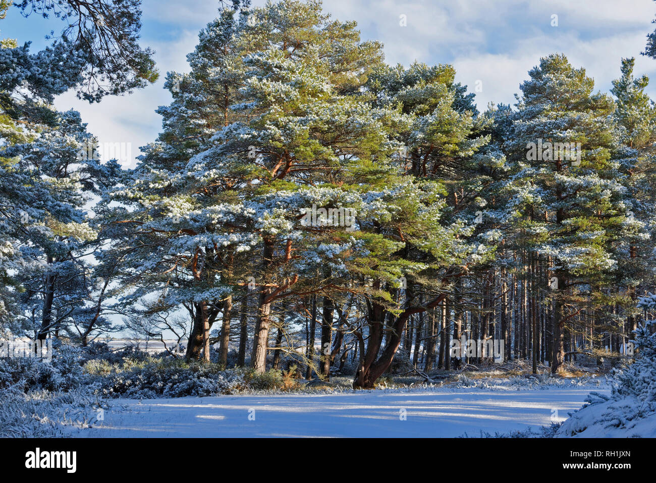 Culbin forest hi-res stock photography and images - Alamy