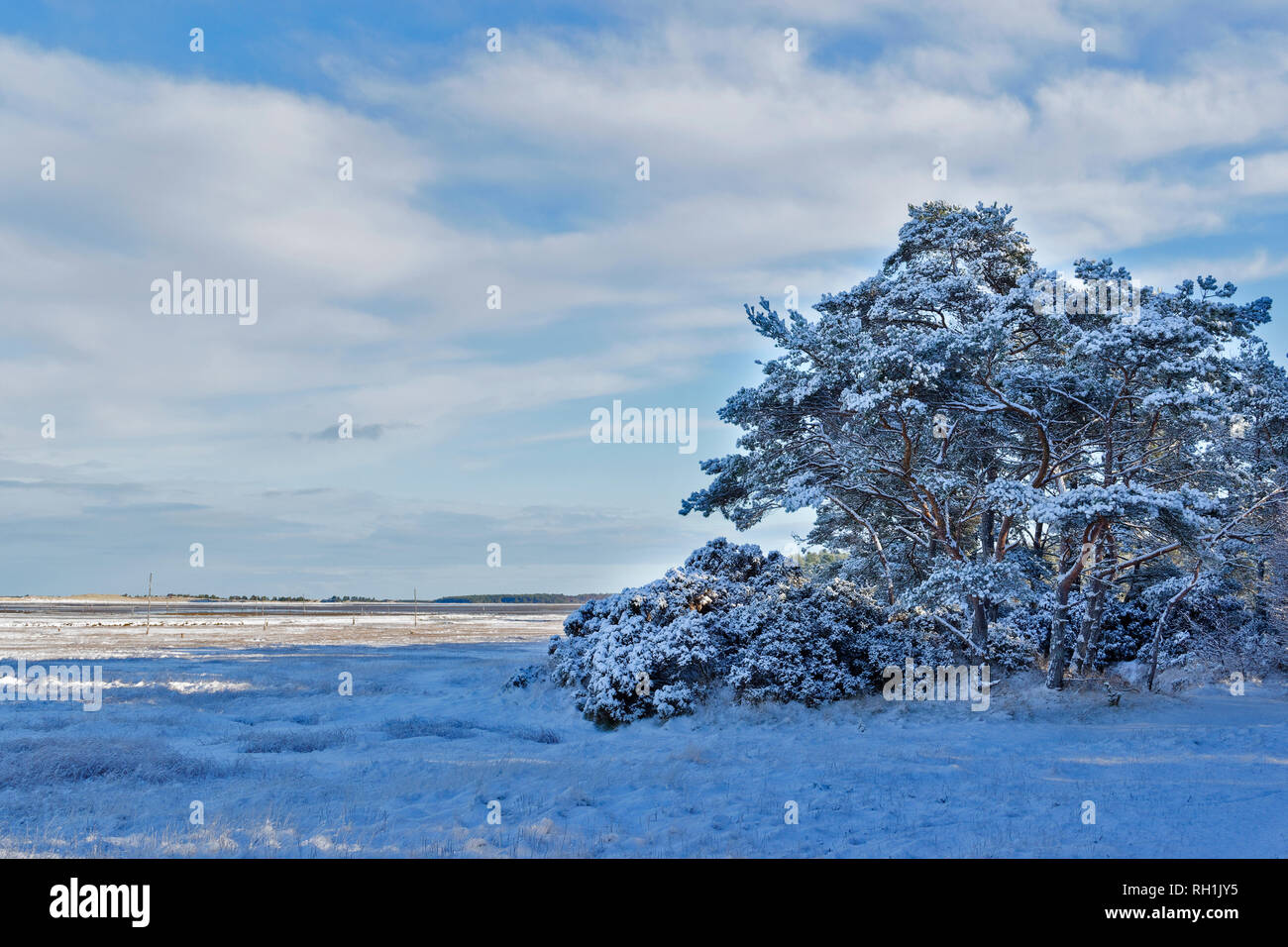 CULBIN FOREST FORRES MORAY SCOTLAND SCOTS PINES AND SNOW COVERED LAGOON ...