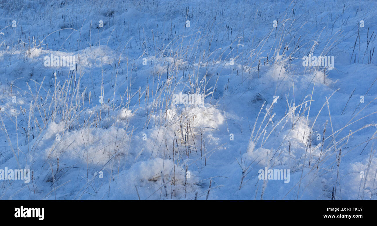CULBIN FOREST FORRES MORAY SCOTLAND ICE CRYSTALS AND SNOW COVERED ...