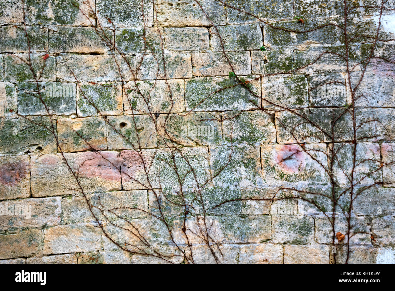 Vine background. Old wall covered with leafless vine in early spring ...