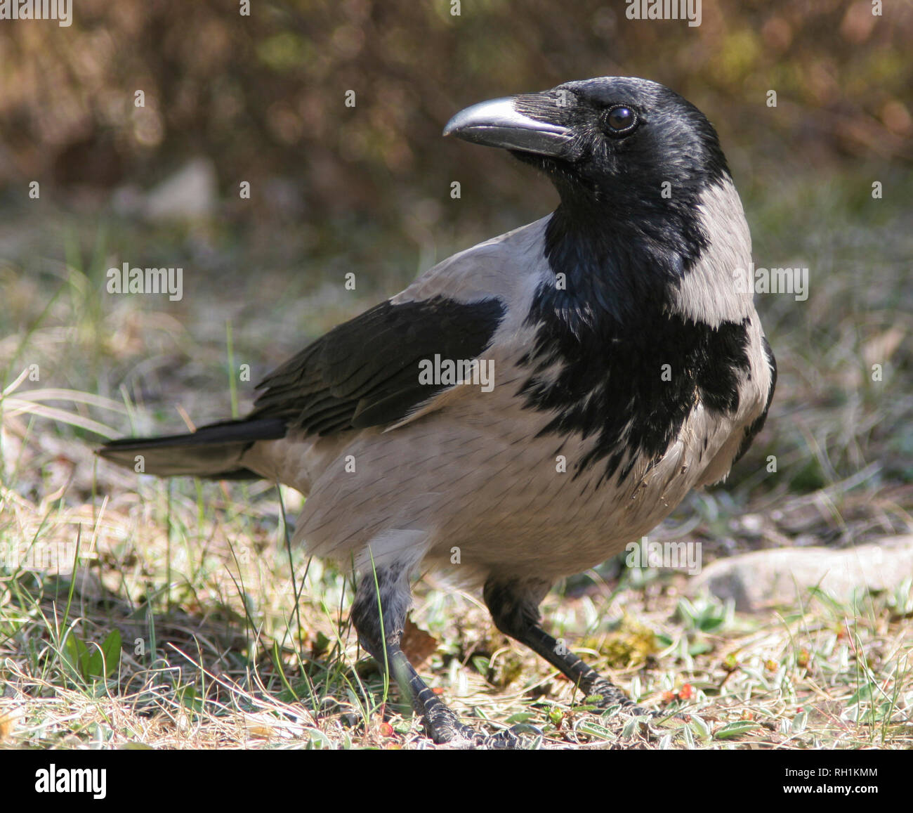 Bird crows hi-res stock photography and images - Alamy
