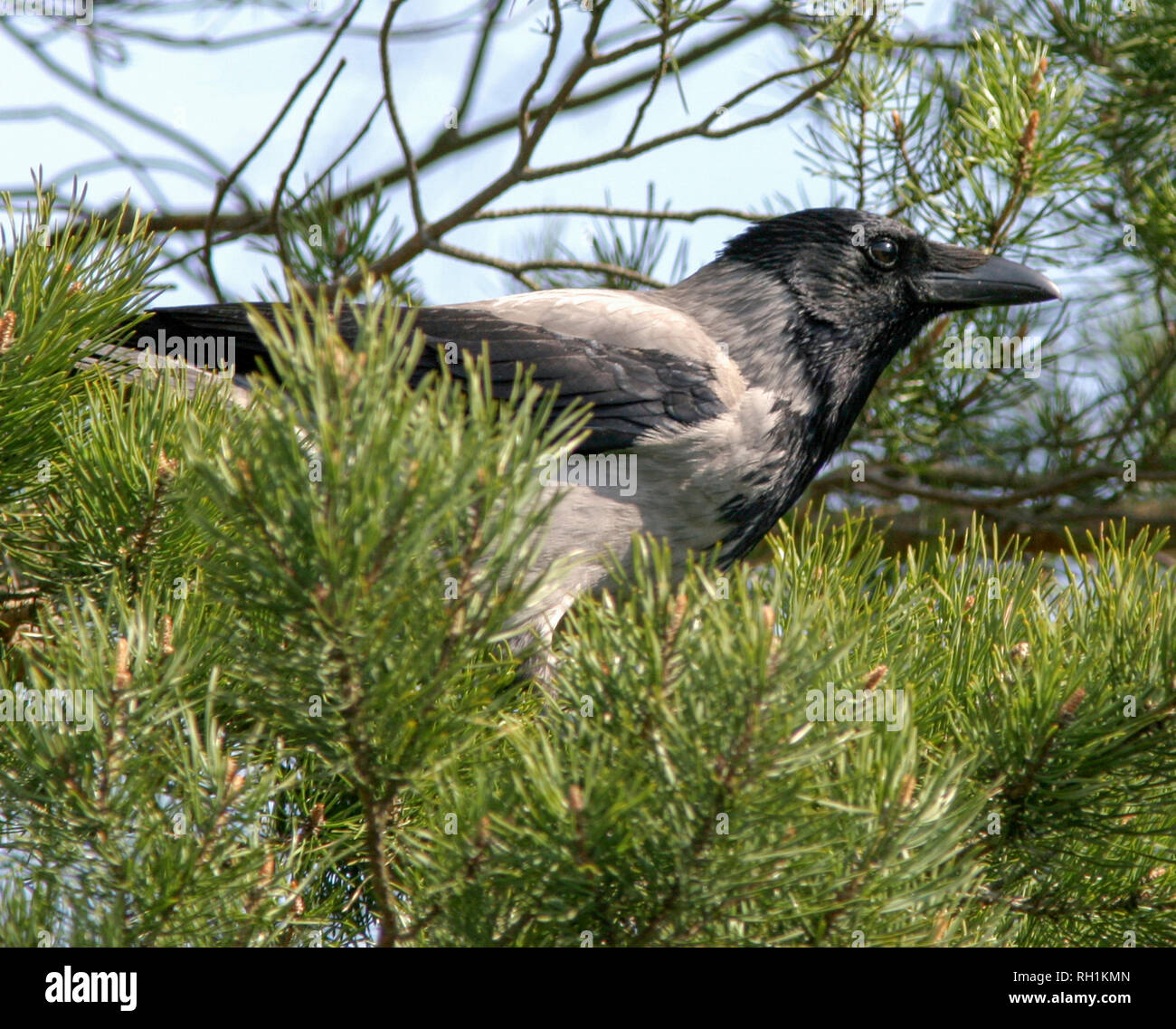 Bird crows hi-res stock photography and images - Alamy