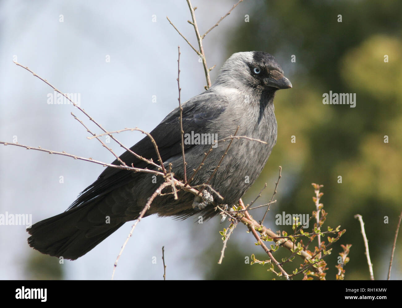 Jackdaw nature hi-res stock photography and images - Alamy