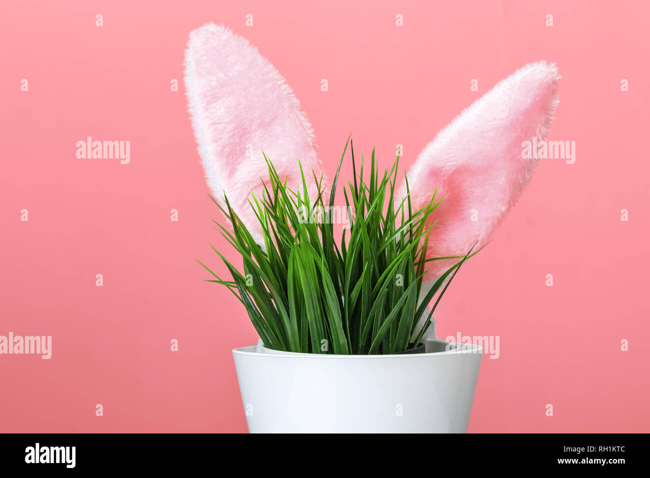 Rabbit ears plant hi-res stock photography and images - Alamy
