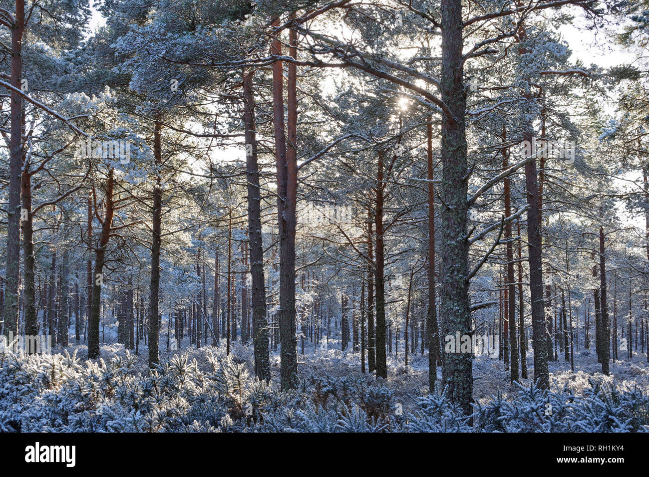 CULBIN FOREST FORRES MORAY SCOTLAND WINTER SNOW WITH SUN FILTERING ...