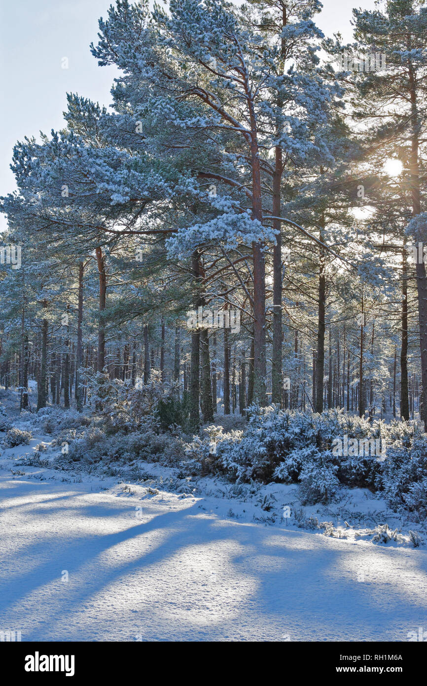 Buckie loch hi-res stock photography and images - Alamy