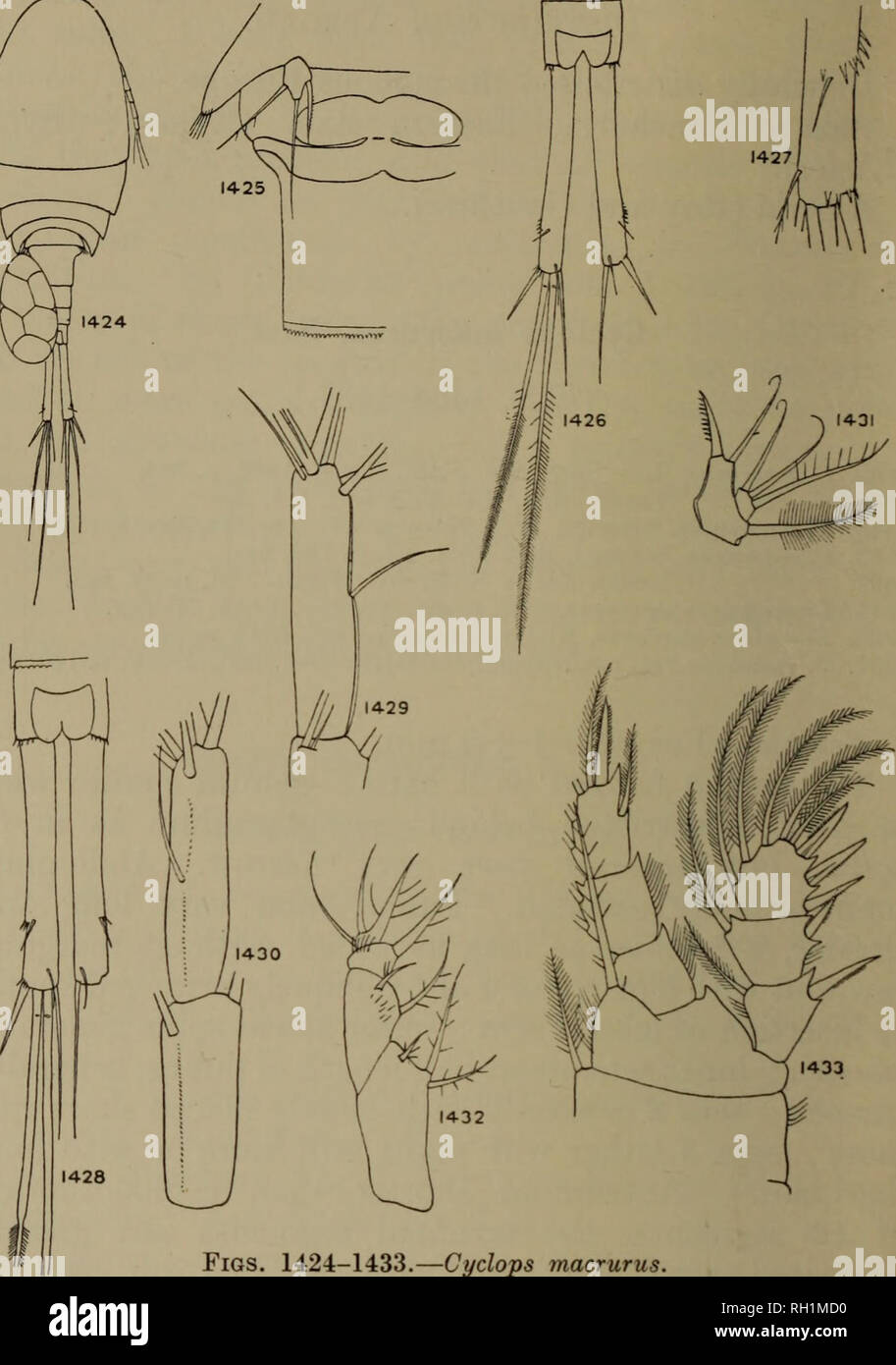 1425 1427 hi-res stock photography and images - Alamy