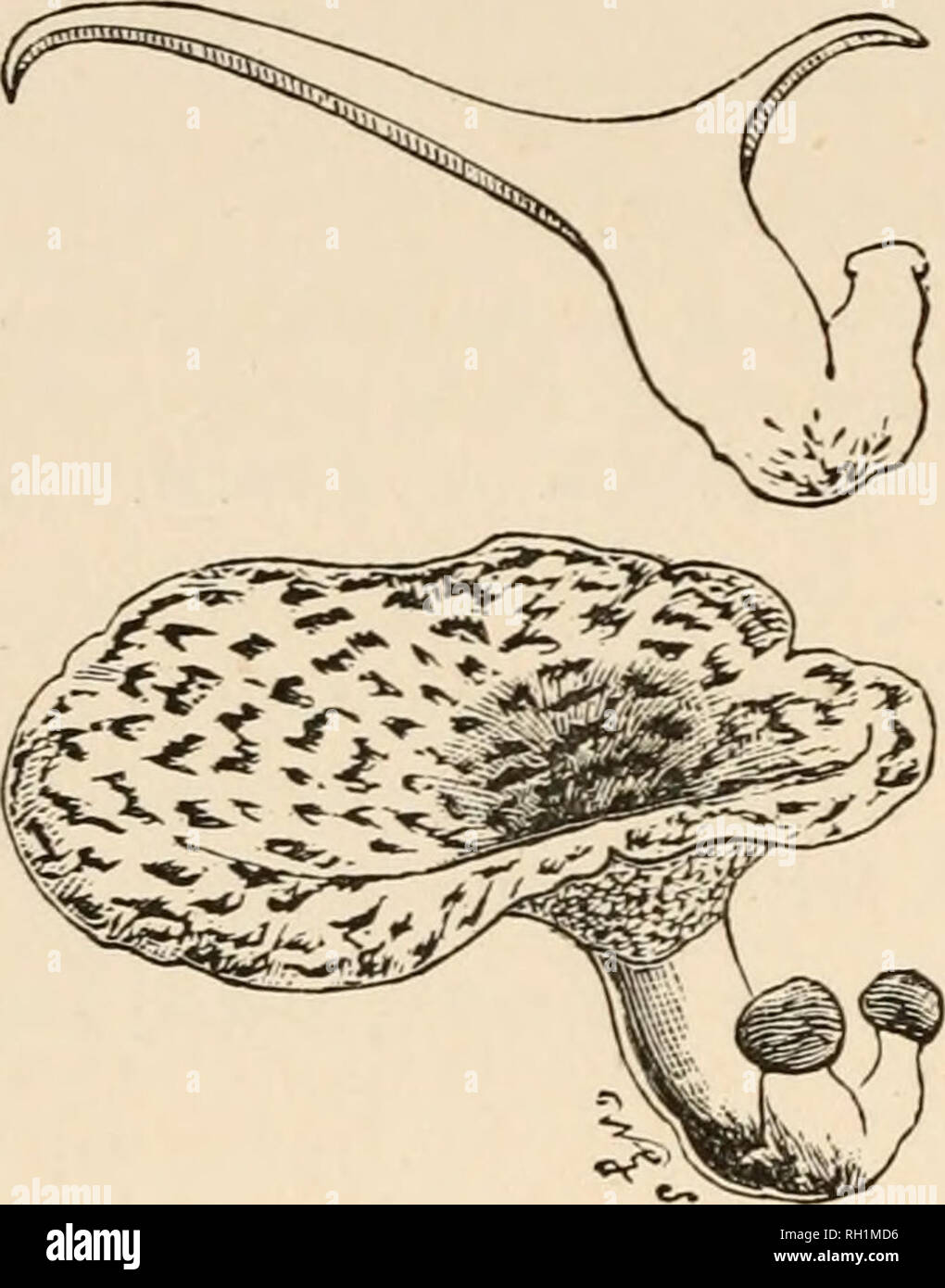 Variable shaped fungi hi-res stock photography and images - Alamy