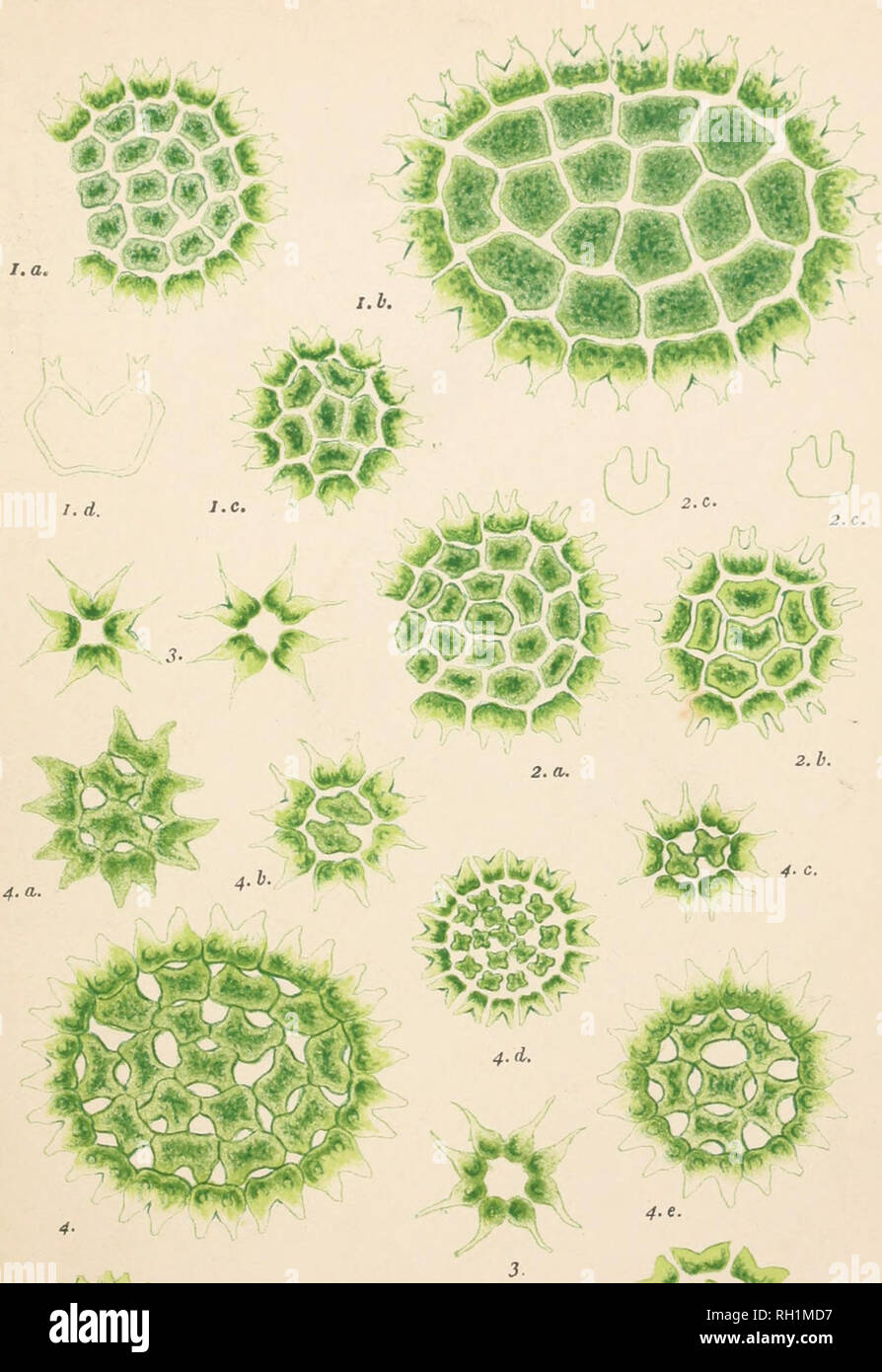 Pediastrum pertusum hi-res stock photography and images - Alamy