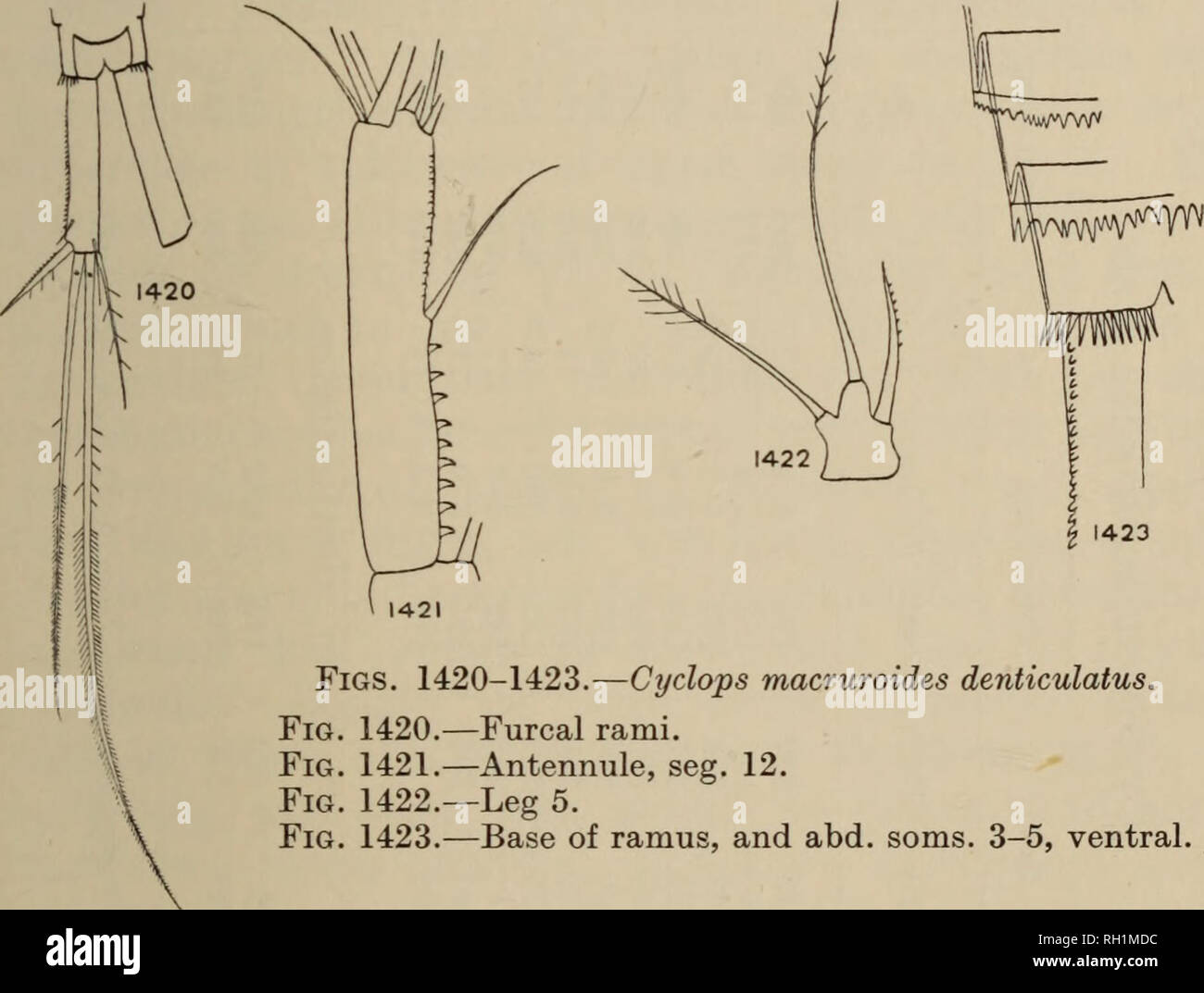 . British fresh-water Copepoda. --. Copepoda; Crustacea. CYCLOPS ...
