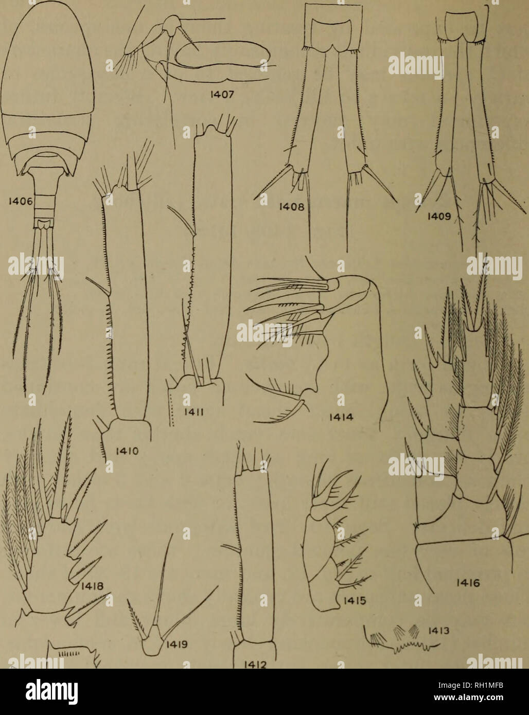 . British fresh-water Copepoda. --. Copepoda; Crustacea. 110 BRITISH ...