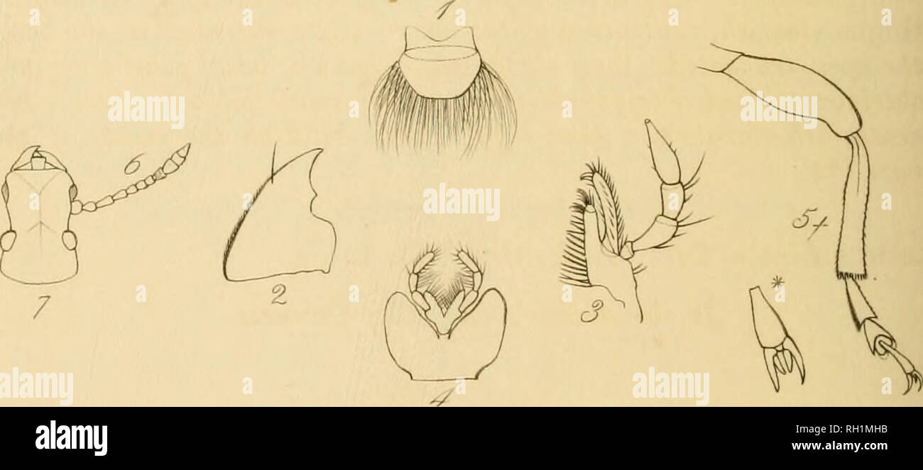 . British entomology; being illustrations and descriptions of the ...