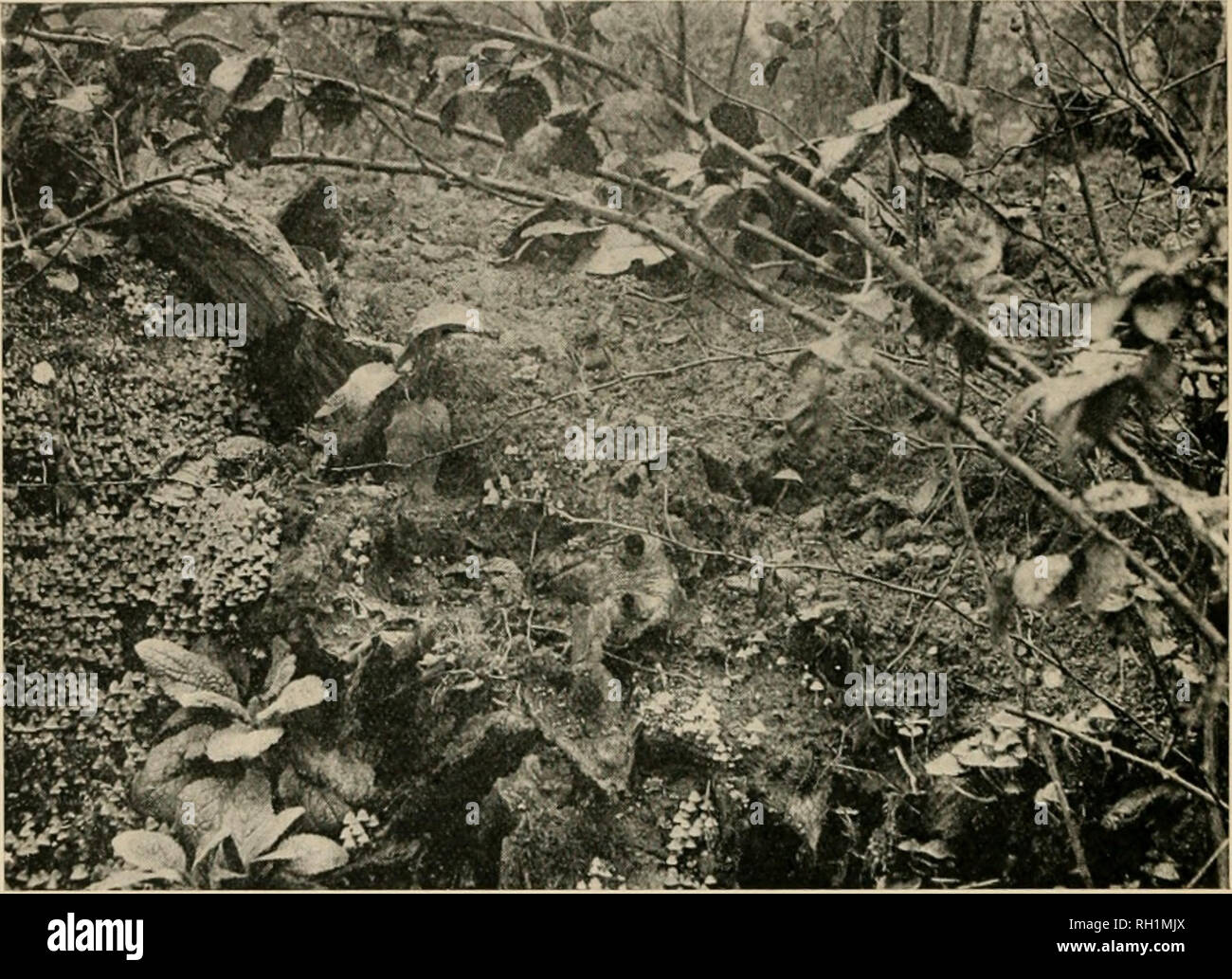 Wart like spots hi-res stock photography and images - Alamy