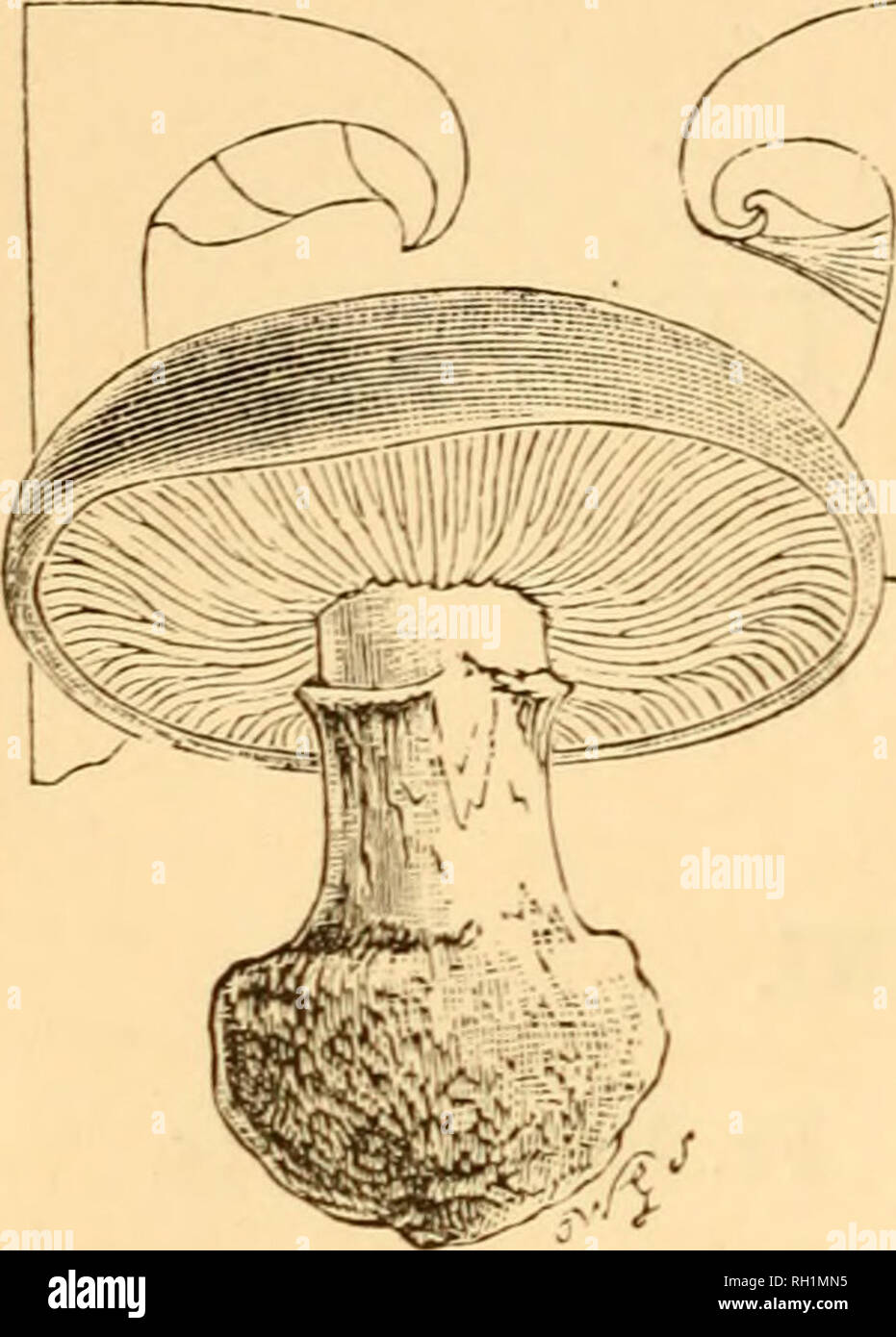 Phlegma hi-res stock photography and images - Alamy