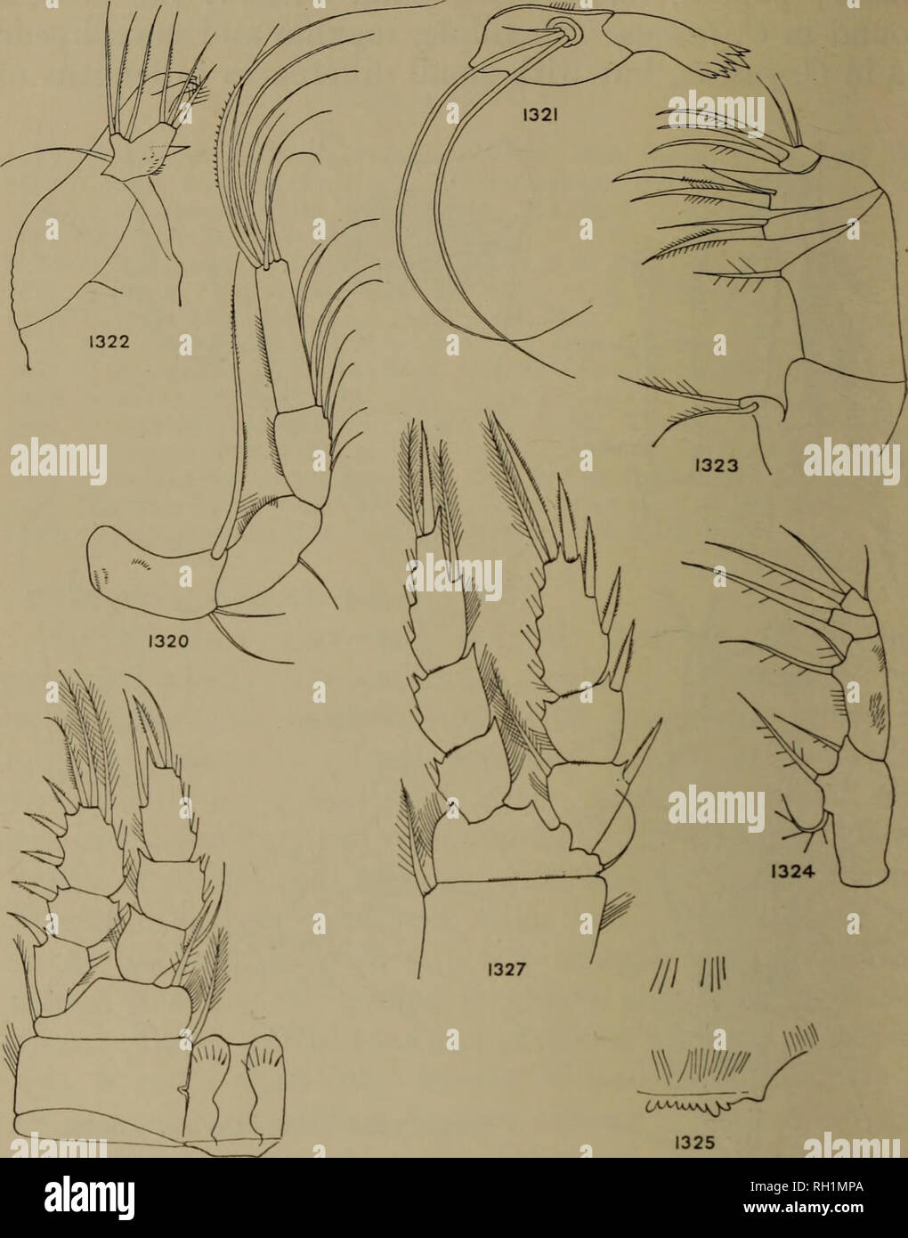 . British fresh-water Copepoda. --. Copepoda; Crustacea. 76 BRITISH ...