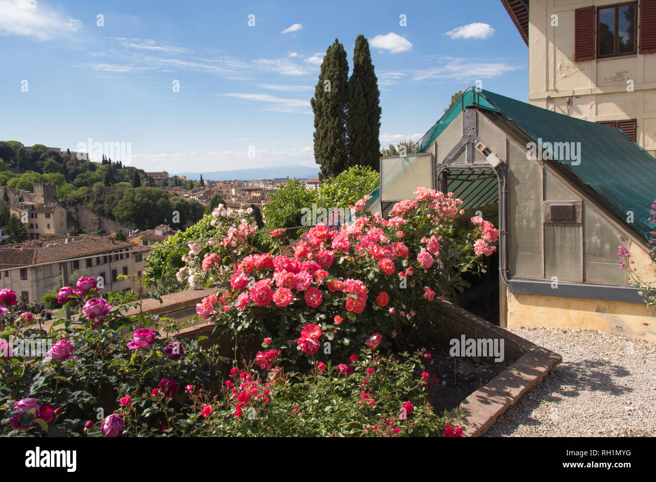 The view of pink roses in Rose Garden in Florence, Tuscany, Italy Stock ...