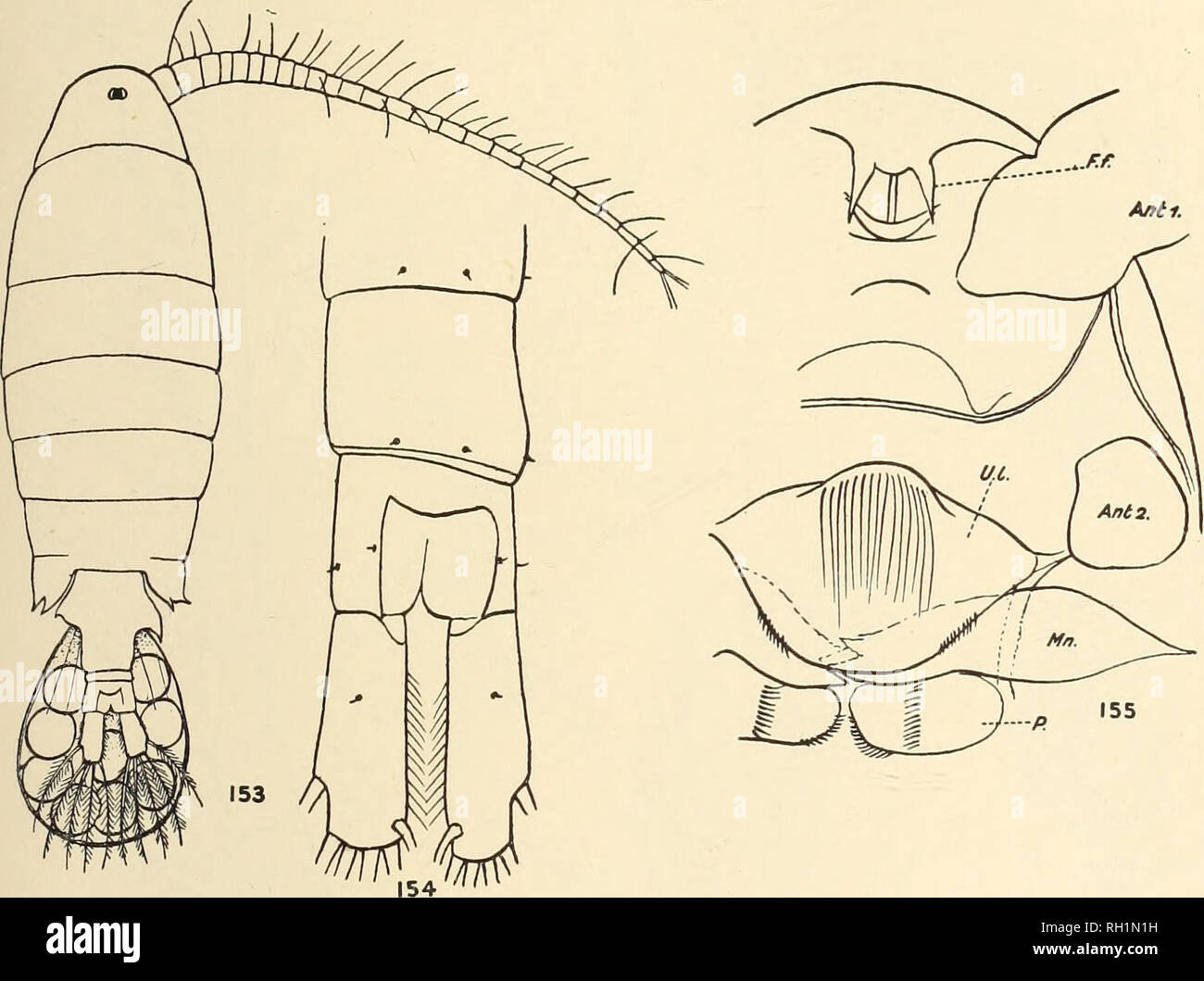 . British fresh-water Copepoda. --. Copepoda; Crustacea. DIAPTOMUS ...